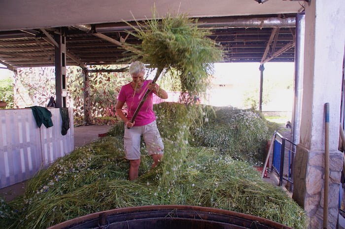 Kamille-in-die-Destille-fuellen-©-Maria-Hoch-www.aromacampus.de-Kopie ...